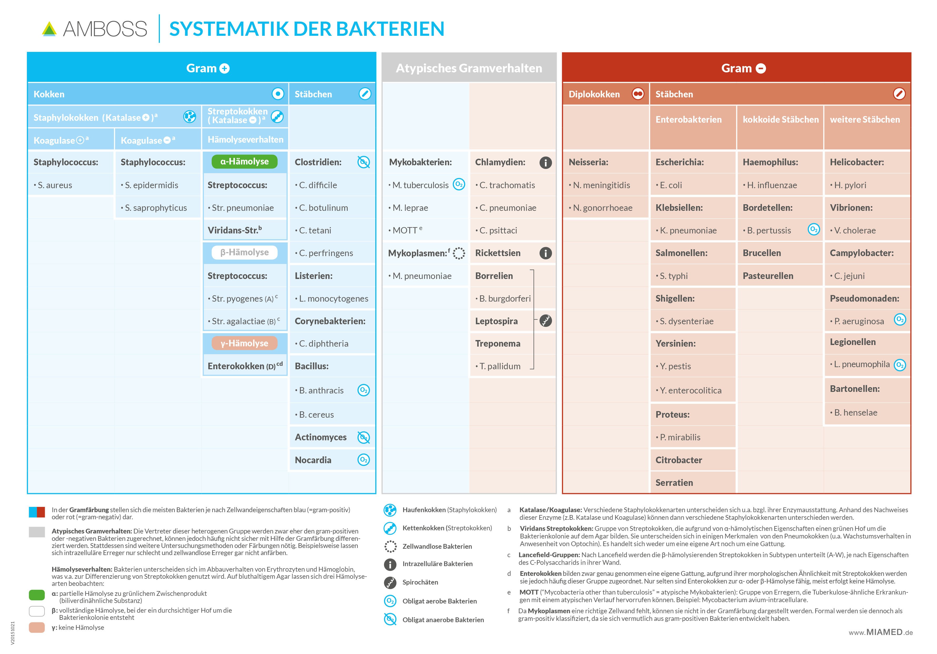 Kostenlos downloaden - Tabelle zu 'Systematik der Bakterien'
